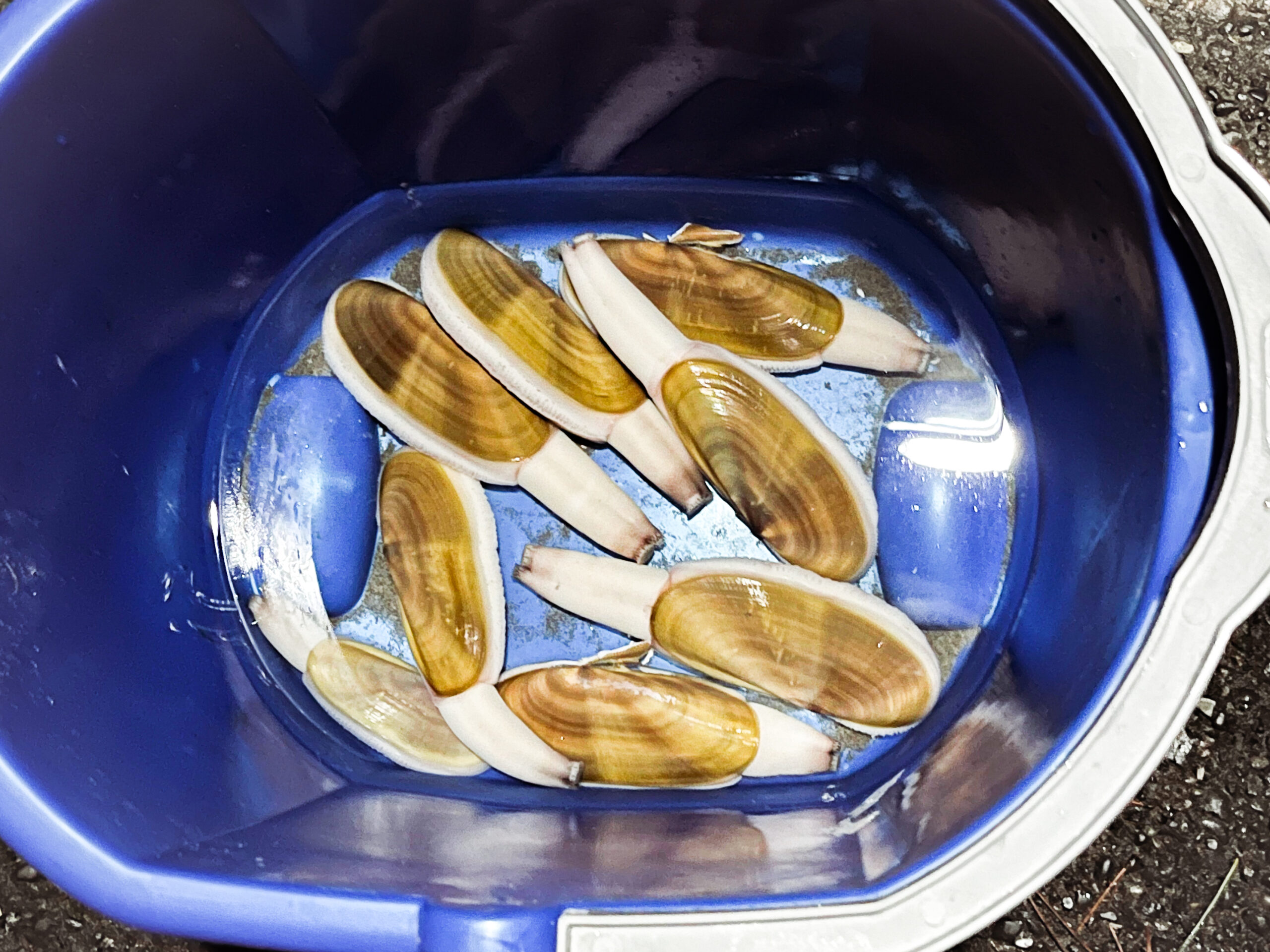 Delicious Pacific Razor Clam Chowder Recipe (Lactose Free) - Towmads