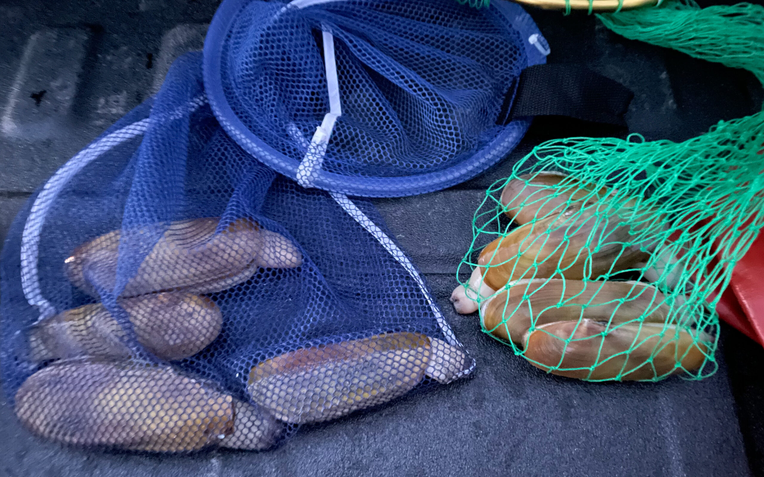 Delicious Pacific Razor Clam Chowder Recipe (Lactose Free) - Towmads