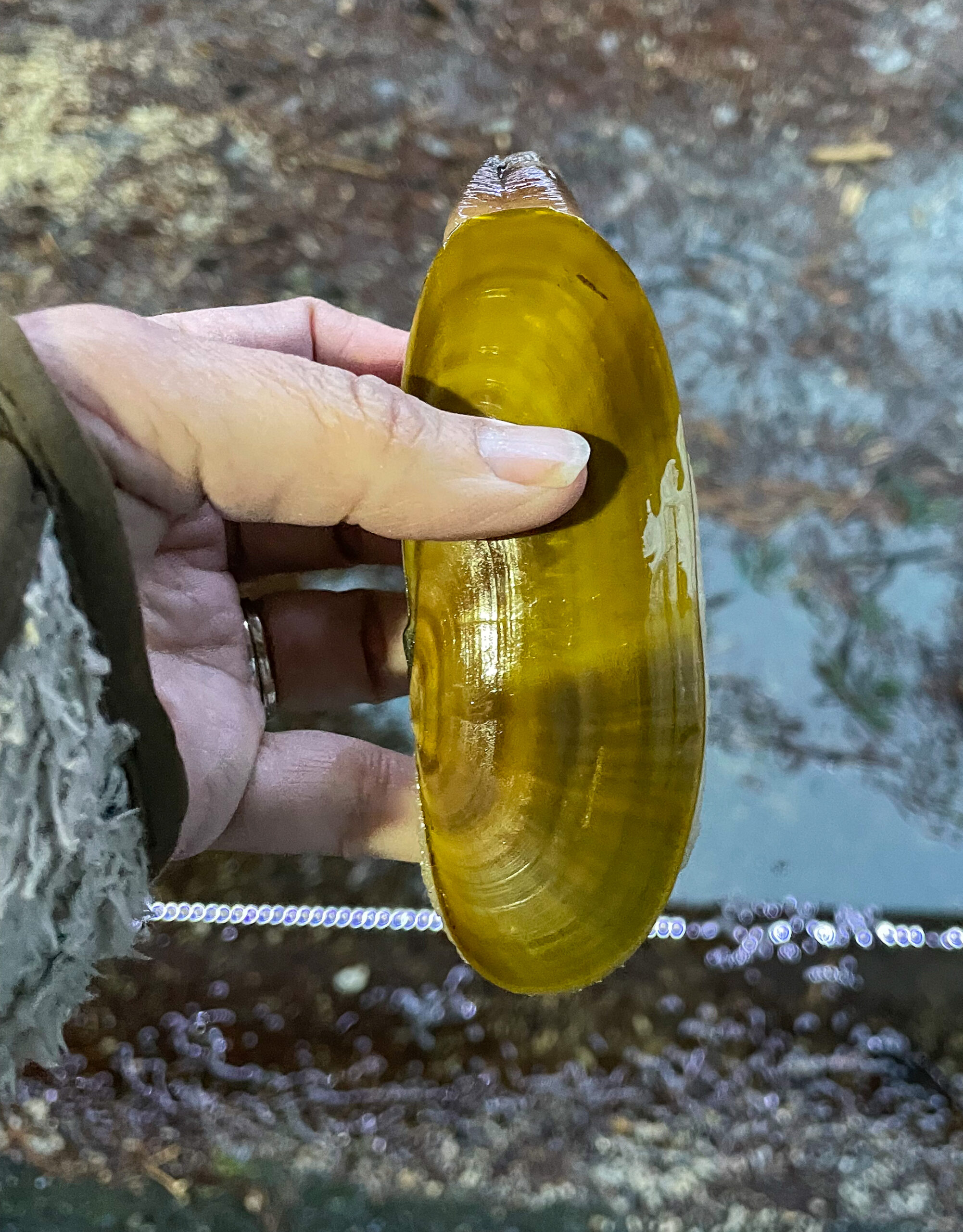 Delicious Pacific Razor Clam Chowder Recipe (Lactose Free) - Towmads