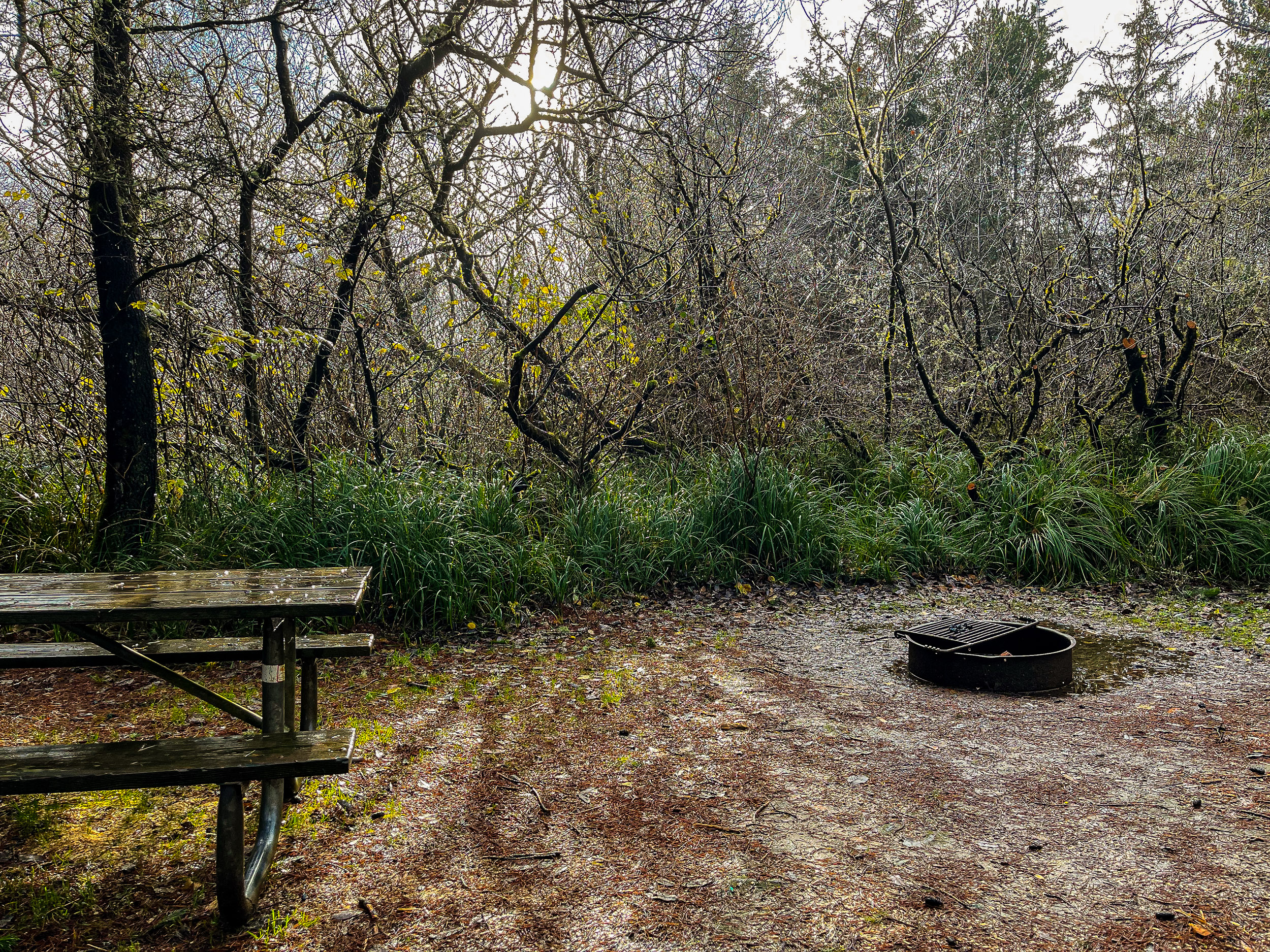 Grayland Beach State Park - Towmads