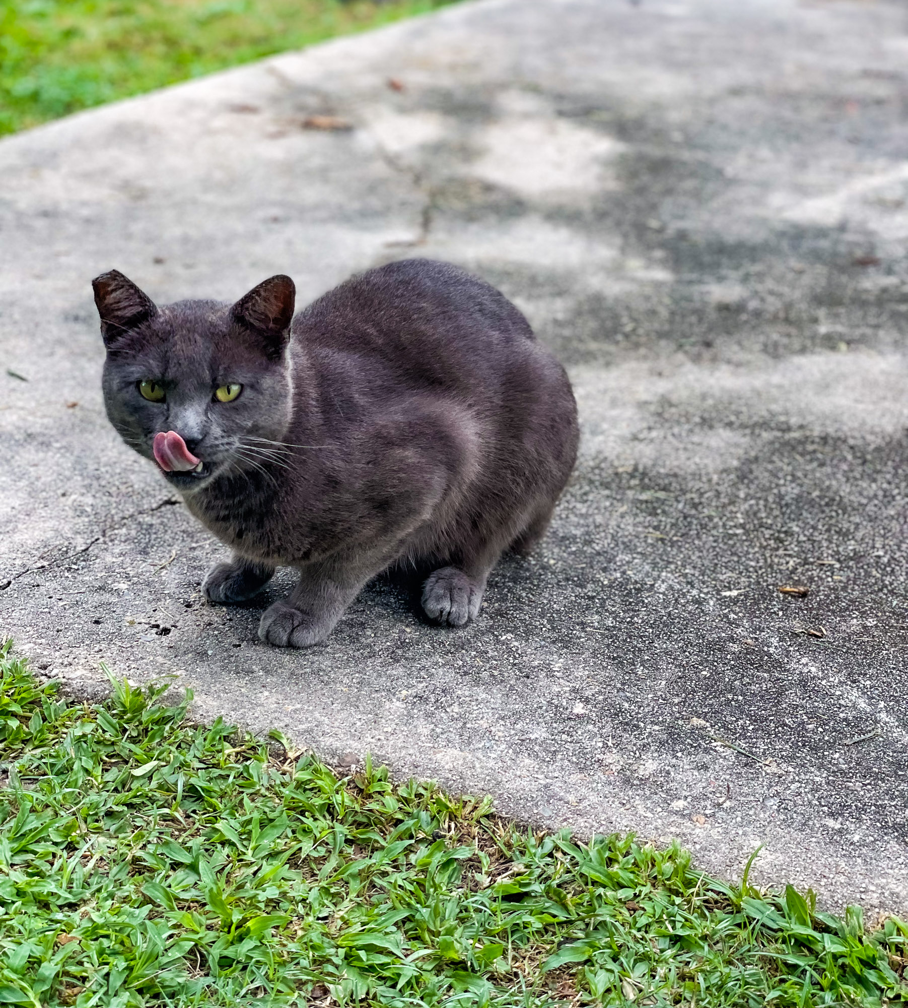 Bayou Segnette State Park - Towmads